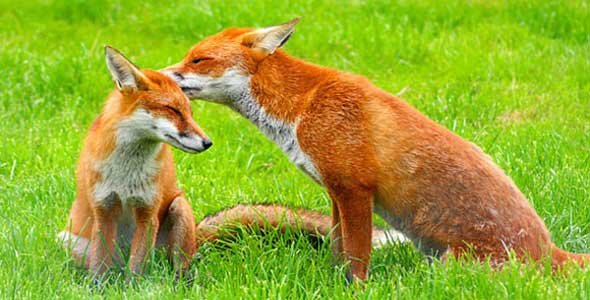Photography Tutorial : Tips for Photographing Animals