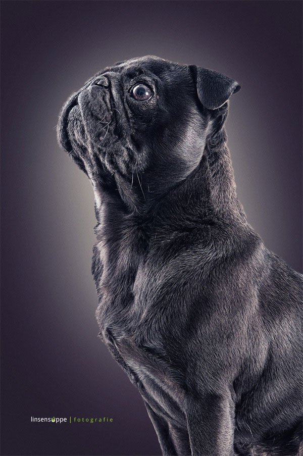 Portraits of Attitude Dogs - HD Photography Inspiration