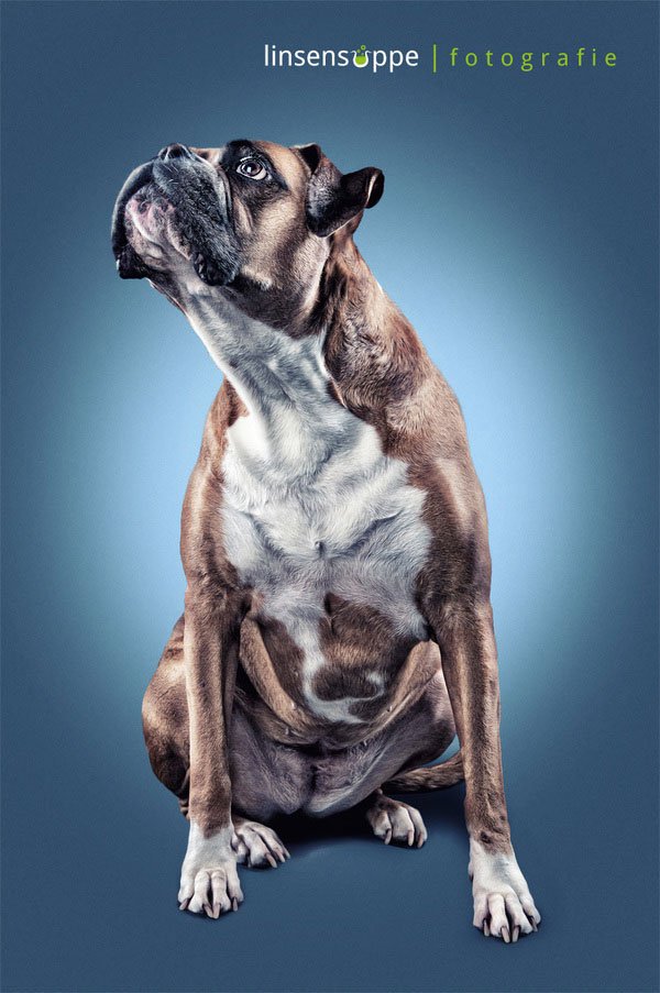 Portraits of Attitude Dogs - HD Photography Inspiration