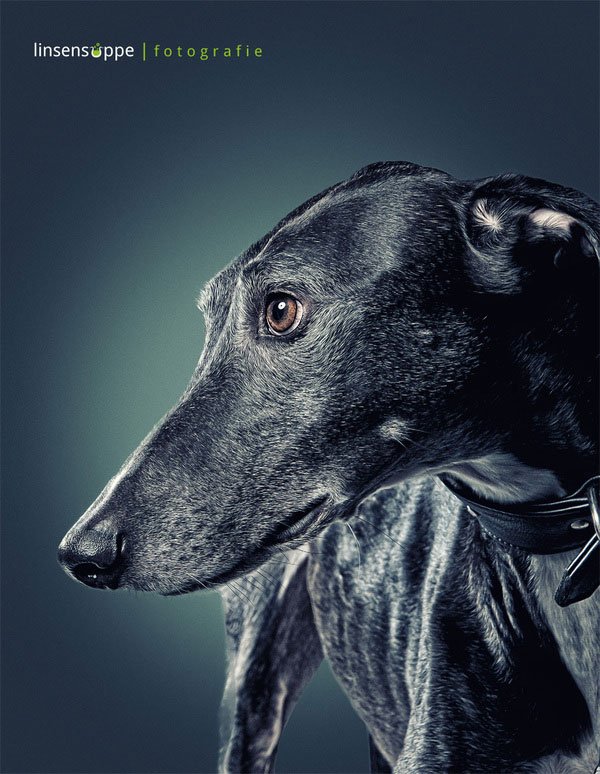Portraits of Attitude Dogs - HD Photography Inspiration