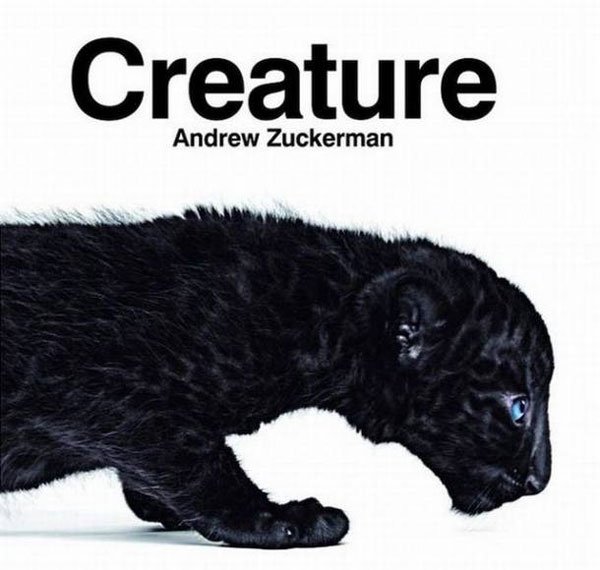 25 Epic Portraits of Wildlife Animals
