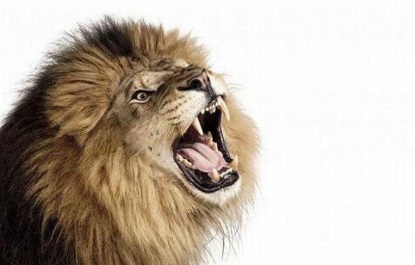 25 Epic Portraits of Wildlife Animals