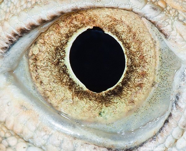 Award Winning Macro Photography of Animals and Human Eye