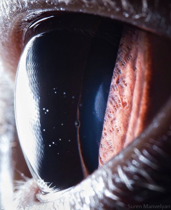 Award Winning Macro Photography of Animals and Human Eye
