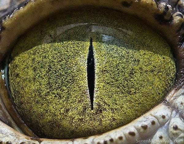 Award Winning Macro Photography of Animals and Human Eye