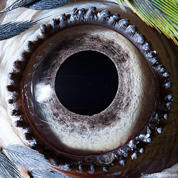 Award Winning Macro Photography of Animals and Human Eye