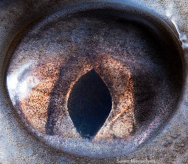 Award Winning Macro Photography of Animals and Human Eye