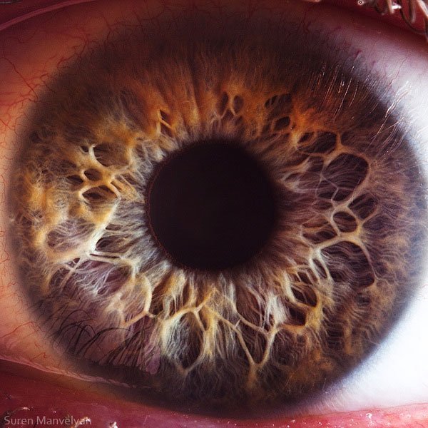 Award Winning Macro Photography of Animals and Human Eye