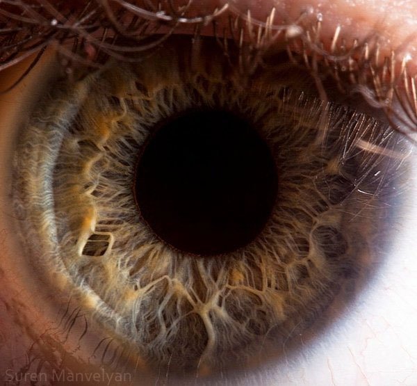 Award Winning Macro Photography of Animals and Human Eye