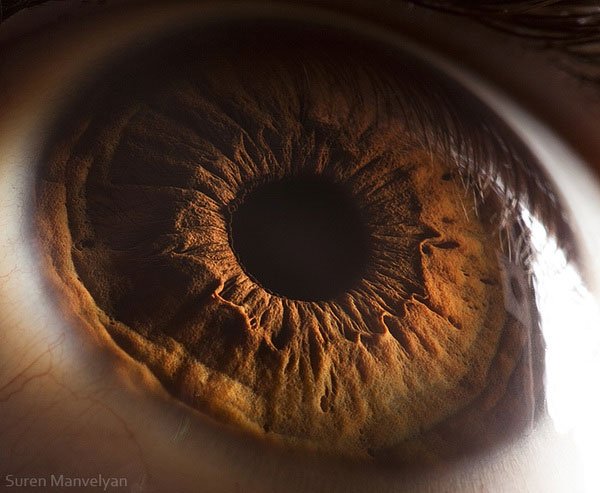 Award Winning Macro Photography of Animals and Human Eye