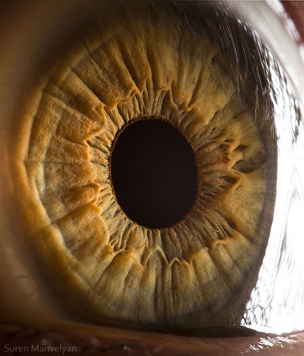 Award Winning Macro Photography of Animals and Human Eye