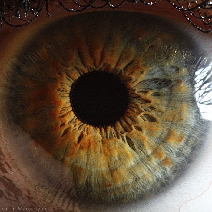 Award Winning Macro Photography of Animals and Human Eye