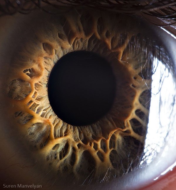 Award Winning Macro Photography of Animals and Human Eye