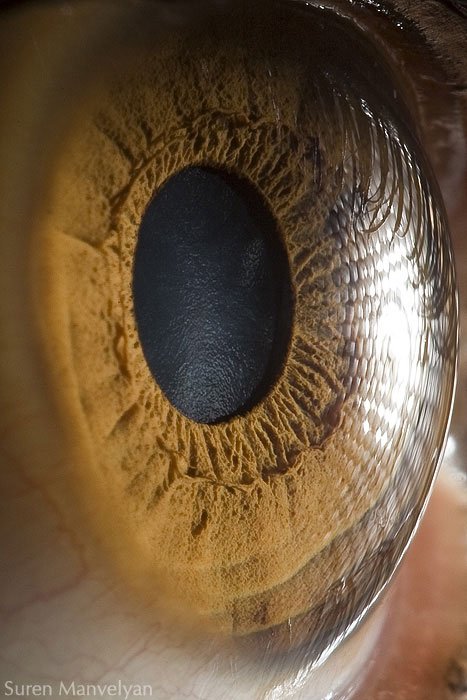 Award Winning Macro Photography of Animals and Human Eye