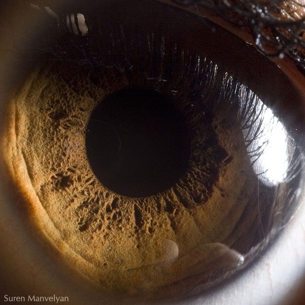 Award Winning Macro Photography of Animals and Human Eye