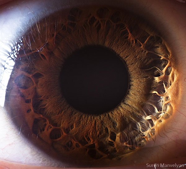 Award Winning Macro Photography of Animals and Human Eye