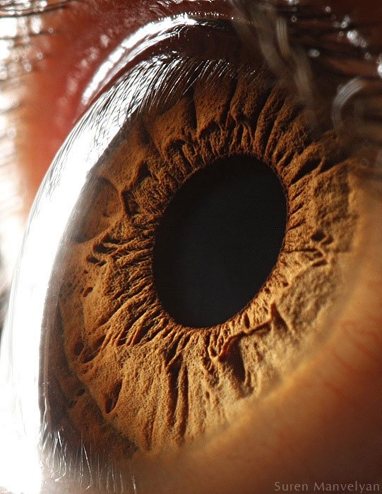 Award Winning Macro Photography of Animals and Human Eye