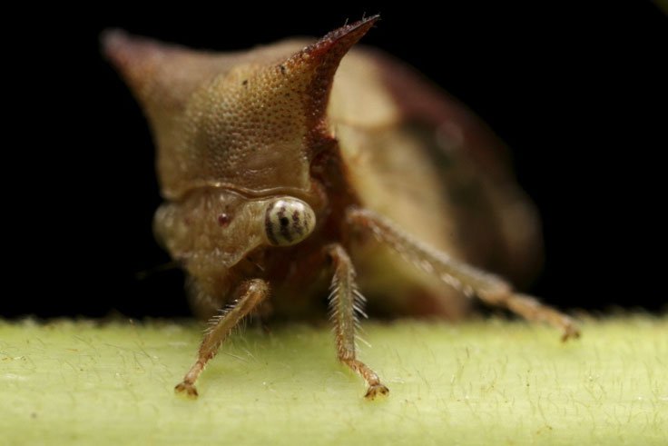 100+ Extreme Close-Up Photography of Insecta