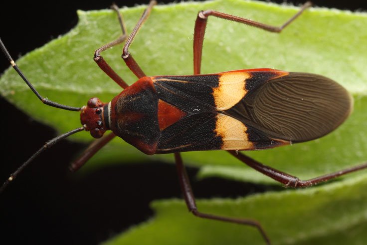 100+ Extreme Close-Up Photography of Insecta