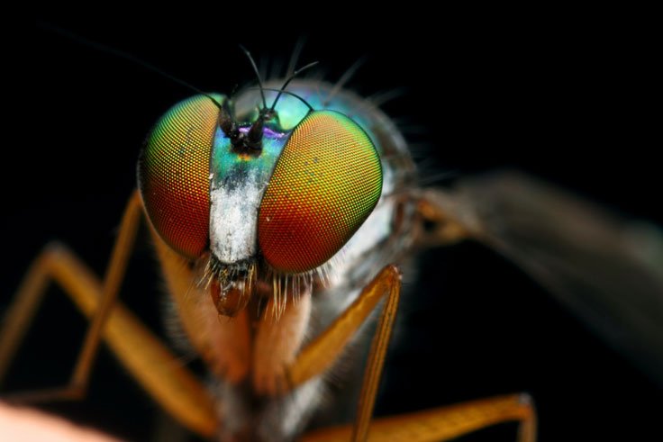100+ Extreme Close-Up Photography of Insecta