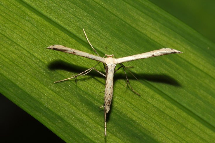 100+ Extreme Close-Up Photography of Insecta