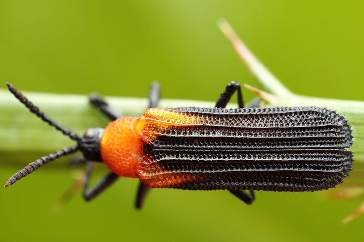 100+ Extreme Close-Up Photography of Insecta