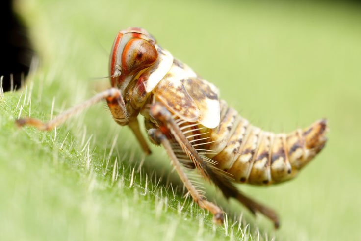 100+ Extreme Close-Up Photography of Insecta