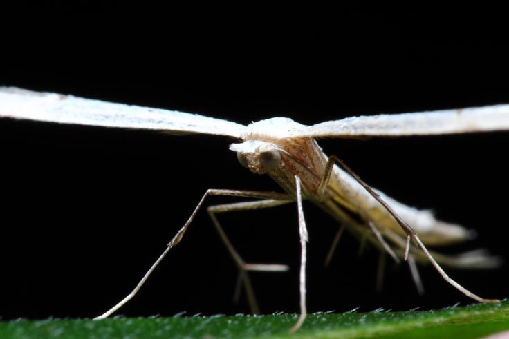100+ Extreme Close-Up Photography of Insecta