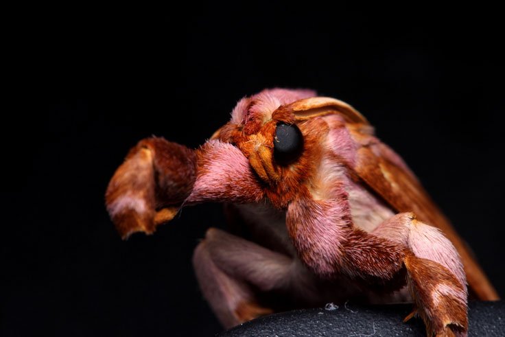 100+ Extreme Close-Up Photography of Insecta