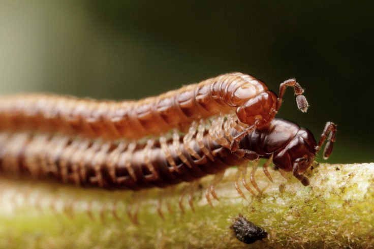 100+ Extreme Close-Up Photography of Insecta