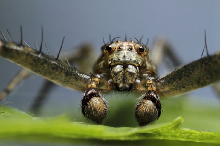 100+ Extreme Close-Up Photography of Insecta