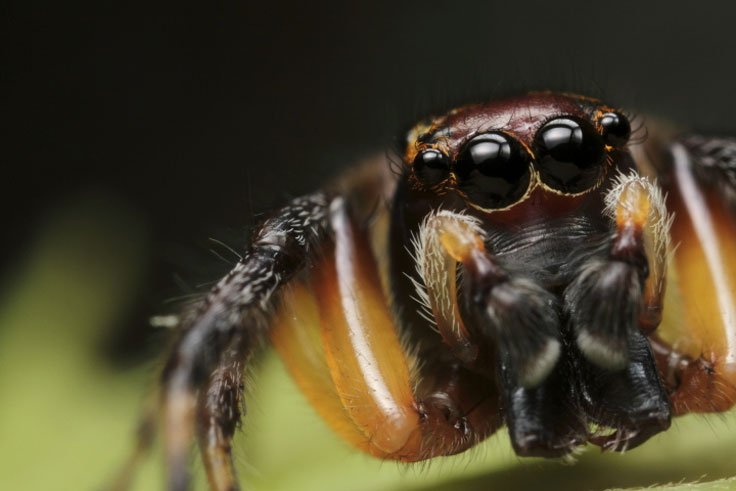 100+ Extreme Close-Up Photography of Insecta