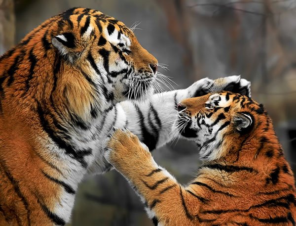 20 Brave Tiger Photography - Edge of Extinction