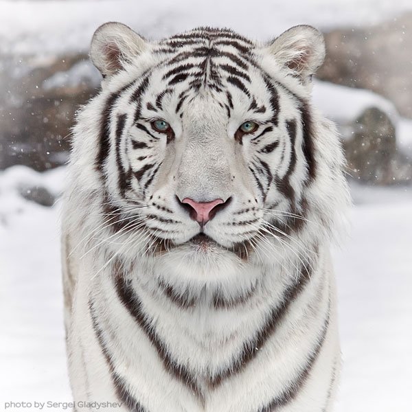 20 Brave Tiger Photography - Edge of Extinction