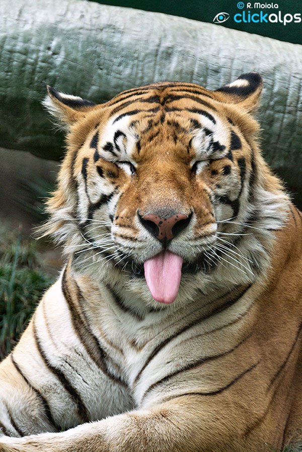 20 Brave Tiger Photography - Edge of Extinction
