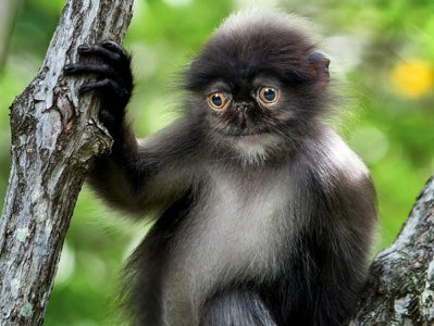 Hybrid Art: Cute Animal Kingdom into Vegetables and Fruits